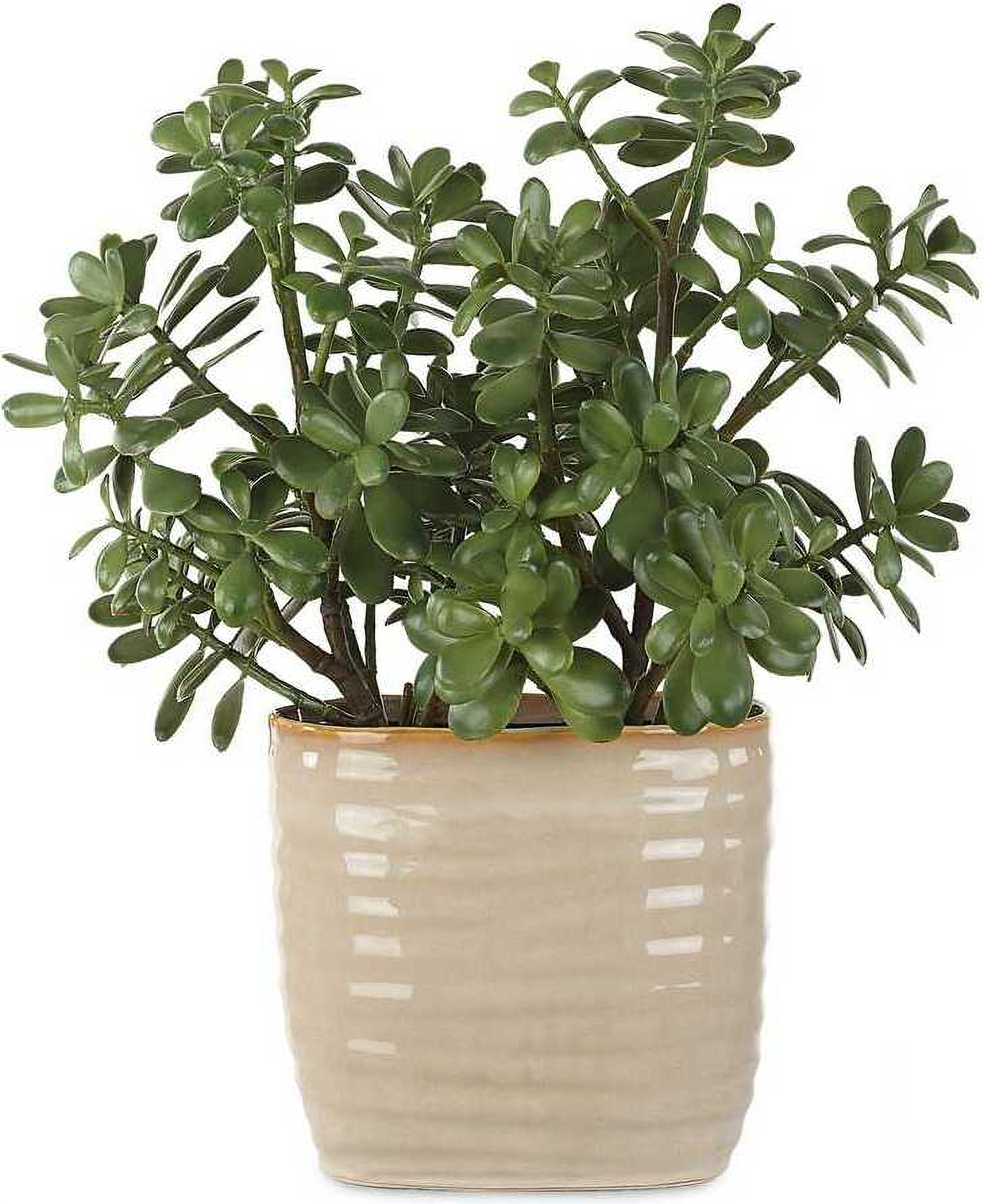Crassula Jade Accent Plant In Green by Uttermost | 1StopBedrooms