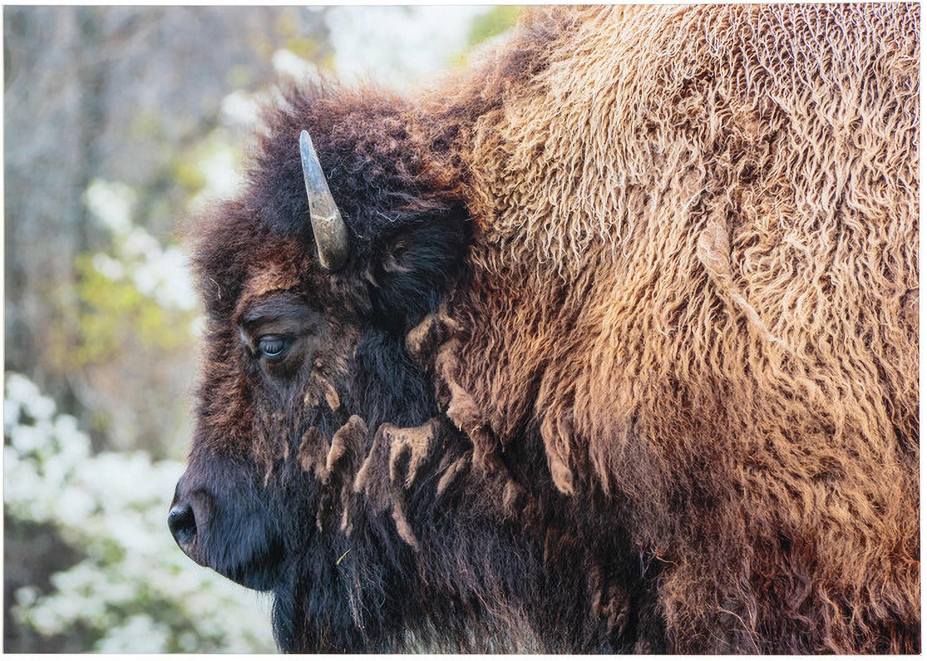 Nomadic grazer Wall Art In Multicolor by Yosemite Home Decor ...